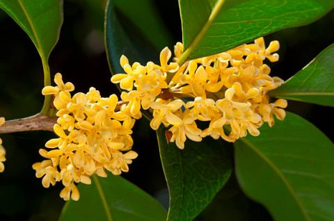 Osmanthus là gì? 7 công dụng của Osmanthus (cần biết) | iCHARM