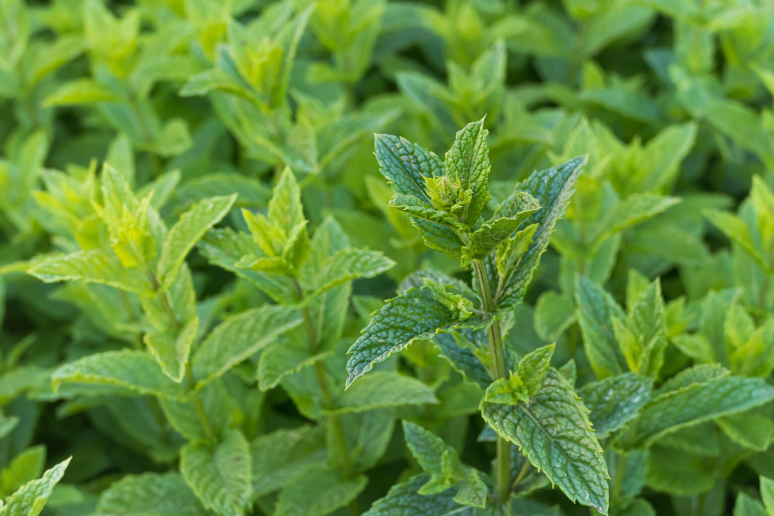 Spearmint là gì? 7 công dụng tuyệt vời từ spearmint | iCHARM