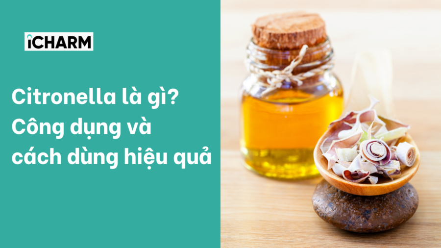 Citronella (sả java) là gì? Công dụng & cách dùng | iCHARM