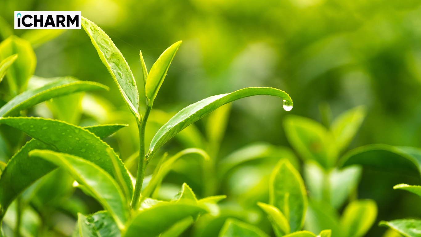 Green tea là gì? 6+ Tác dụng của tinh dầu trà xanh | iCHARM