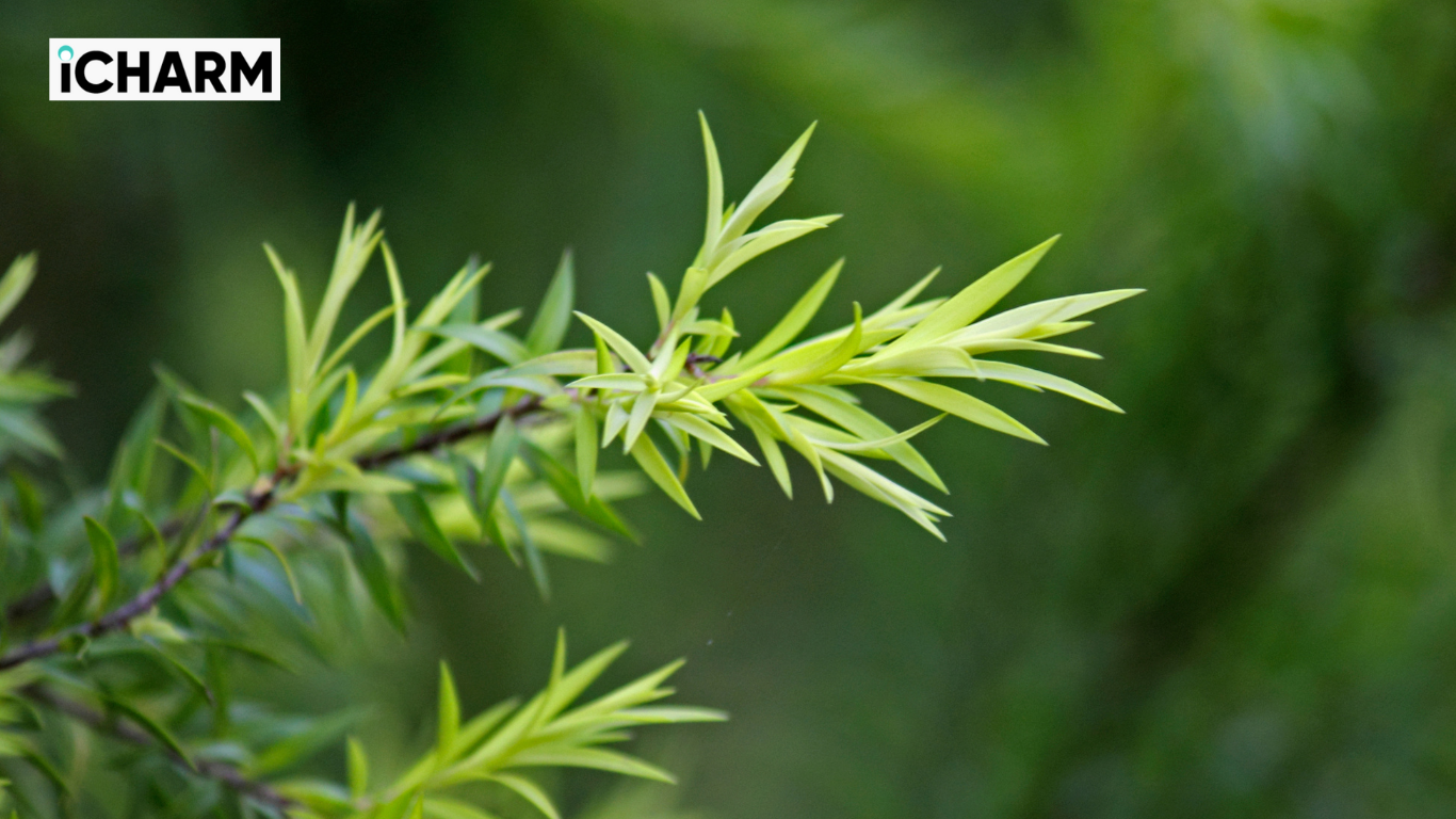 Tea tree (tràm trà) là gì? 9+ Tác dụng của tinh dầu tràm trà | iCHARM