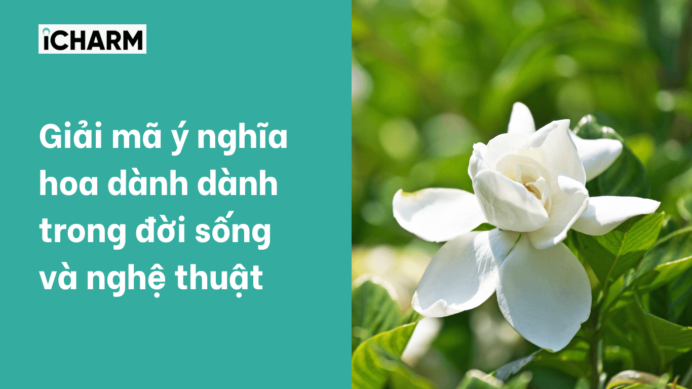 Giải mã ý nghĩa hoa dành dành trong đời sống và nghệ thuật | iCHARM